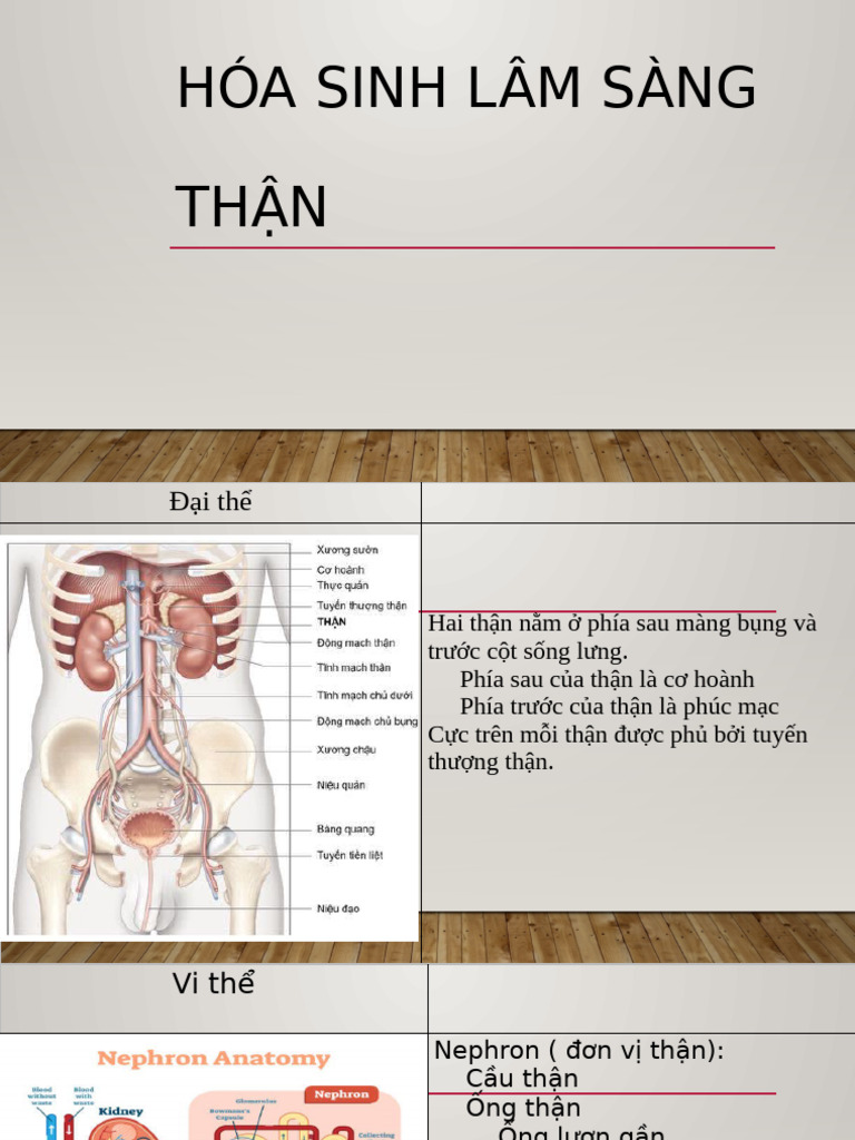 HSLS Thận | PDF
