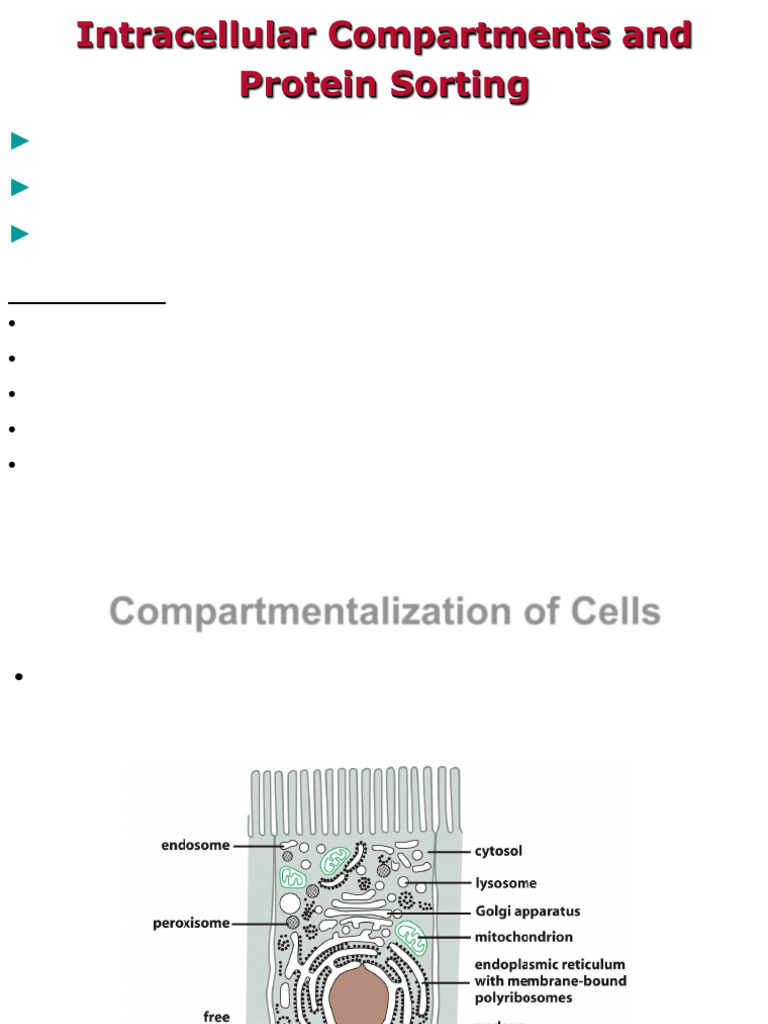 Intracellular Protein Sorting Mechanisms | PDF | Protein Targeting ...