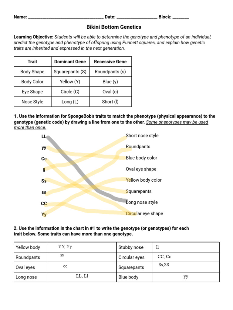 Genetics for SpongeBob Fans | PDF | Genotype | Dominance (Genetics)