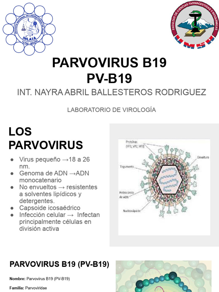 Parvovirus b19 Pv-b19 | PDF | Enfermedades animales | Medicina