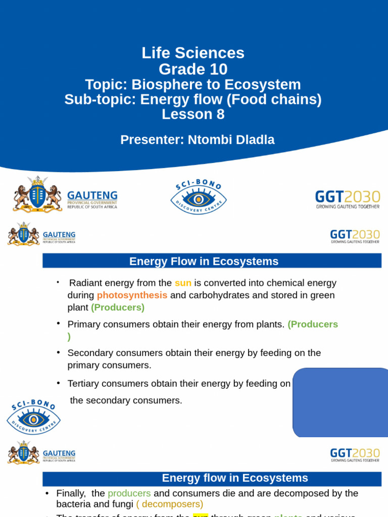 Energy Flow in Ecosystems: Food Chains | PDF | Food Web | Foods