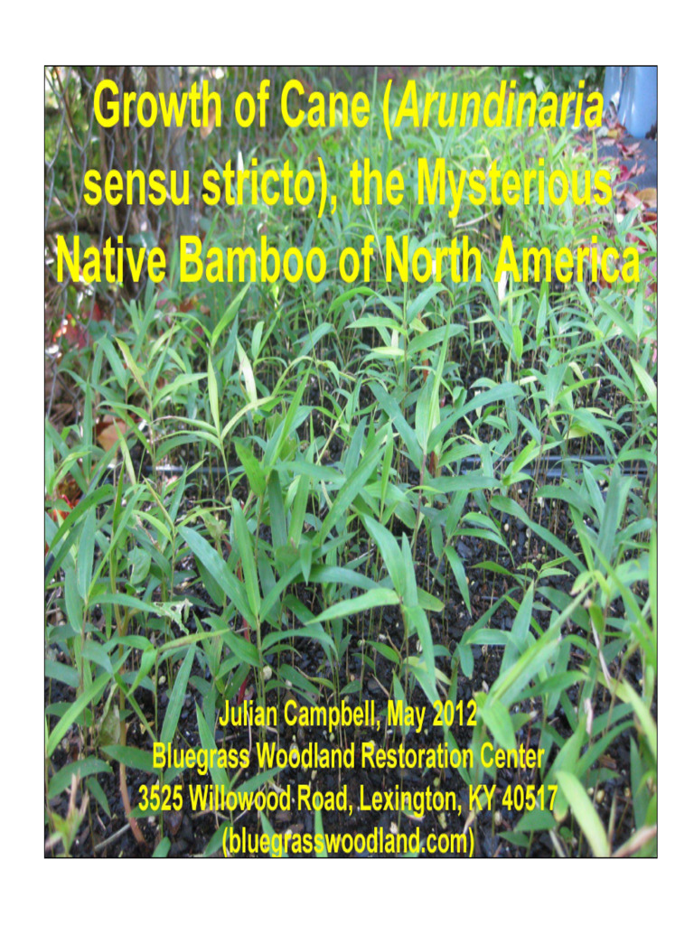 Biology and Ecology of Arundinaria Bamboos | PDF | Seed | Plant Nursery