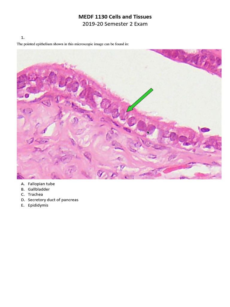 MEDF 1130 Cells and Tissues Exam Guide | PDF | Tissue (Biology) | Pancreas
