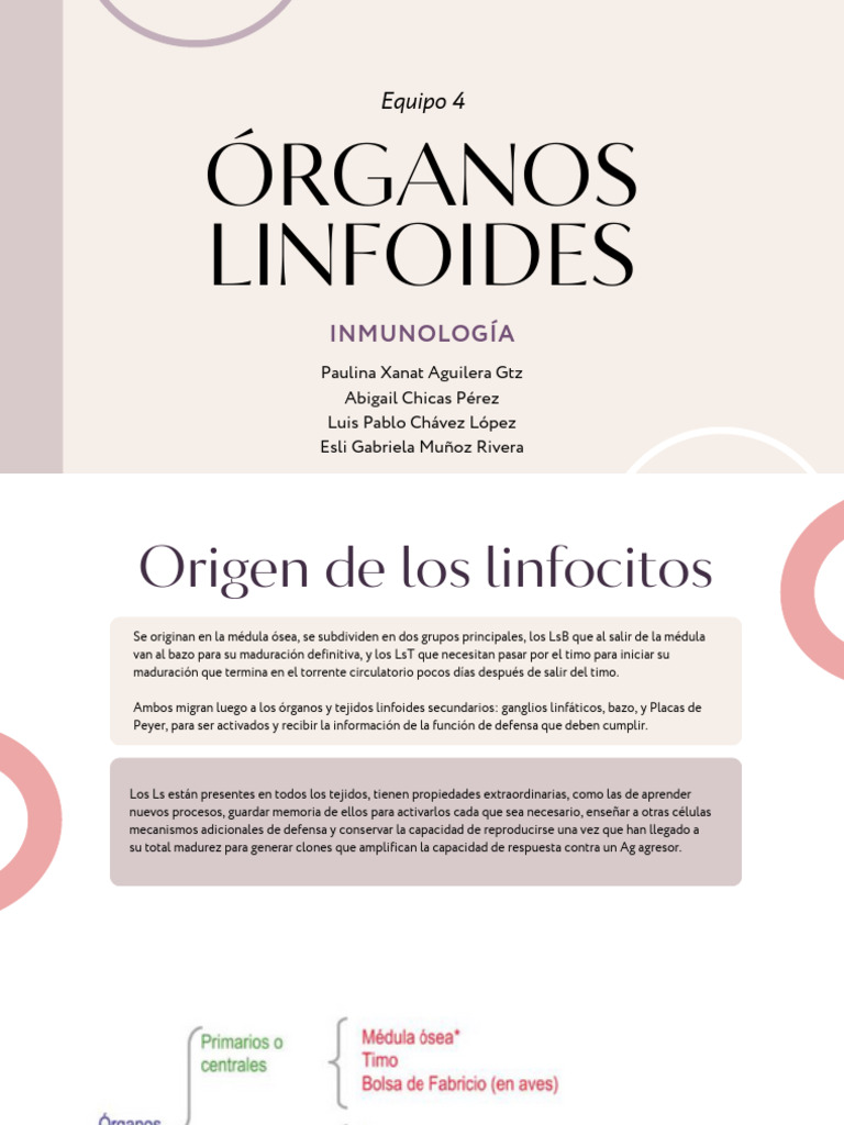 4.-Organos linfoides | PDF | Sistema linfático | Linfocitos