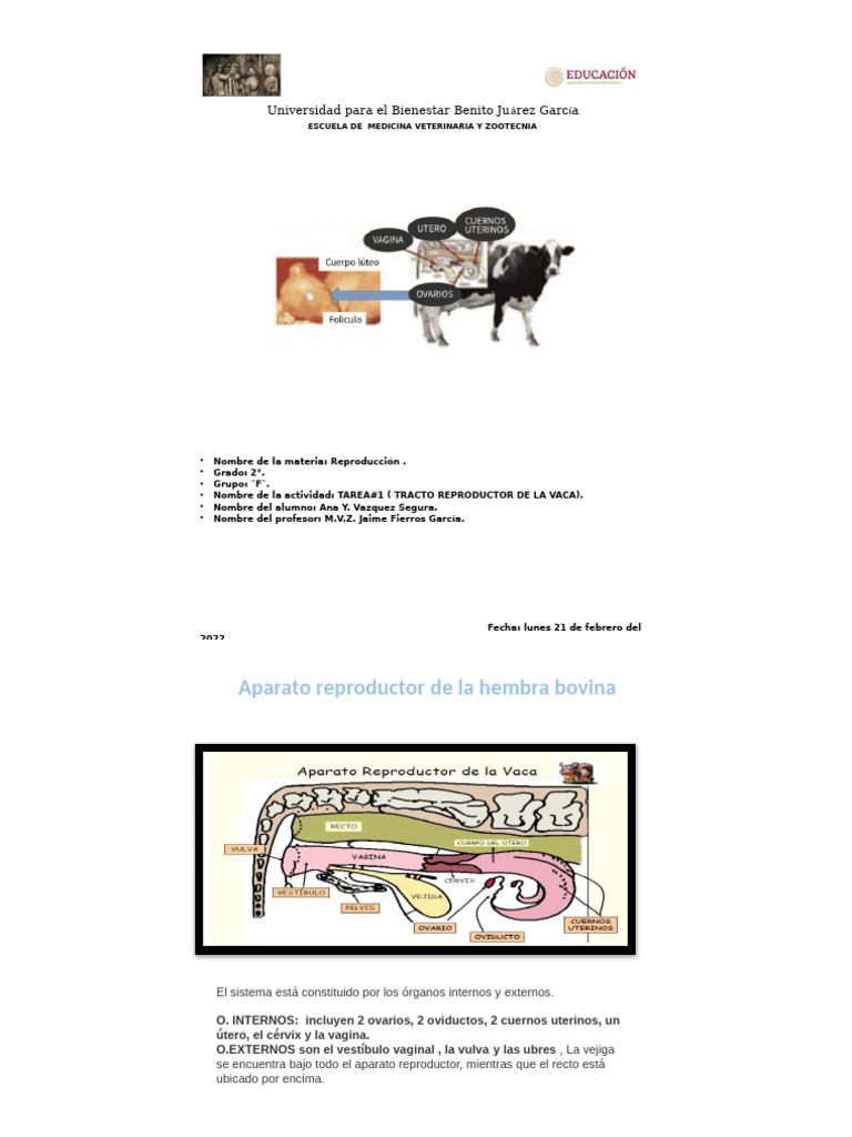 aparato reproductor de la hembra bovina | PDF | Vagina | Sistema ...