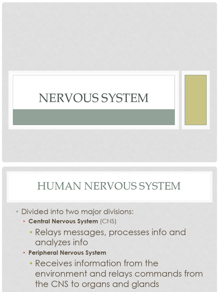 Nervous System | PDF | Neuron | Action Potential