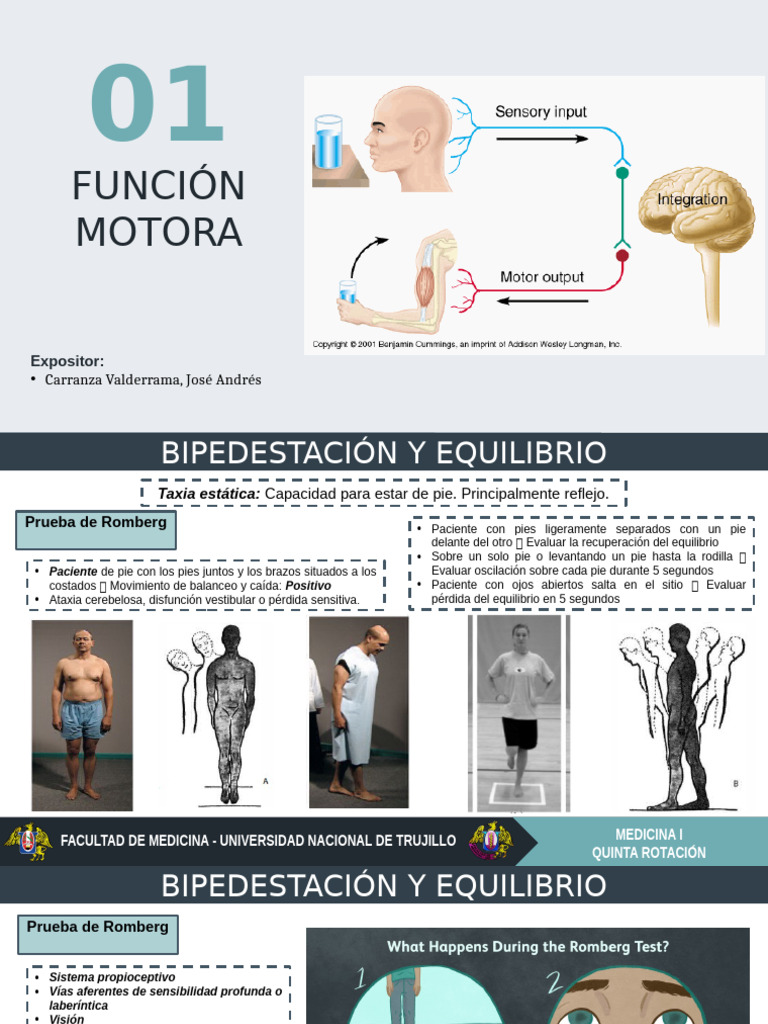 FUNCIÓN MOTORA | PDF | Pie | Cerebelo