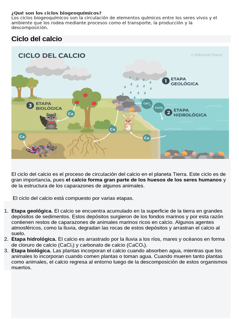 Ciclo Del Calcio | PDF | Calcio | Agua