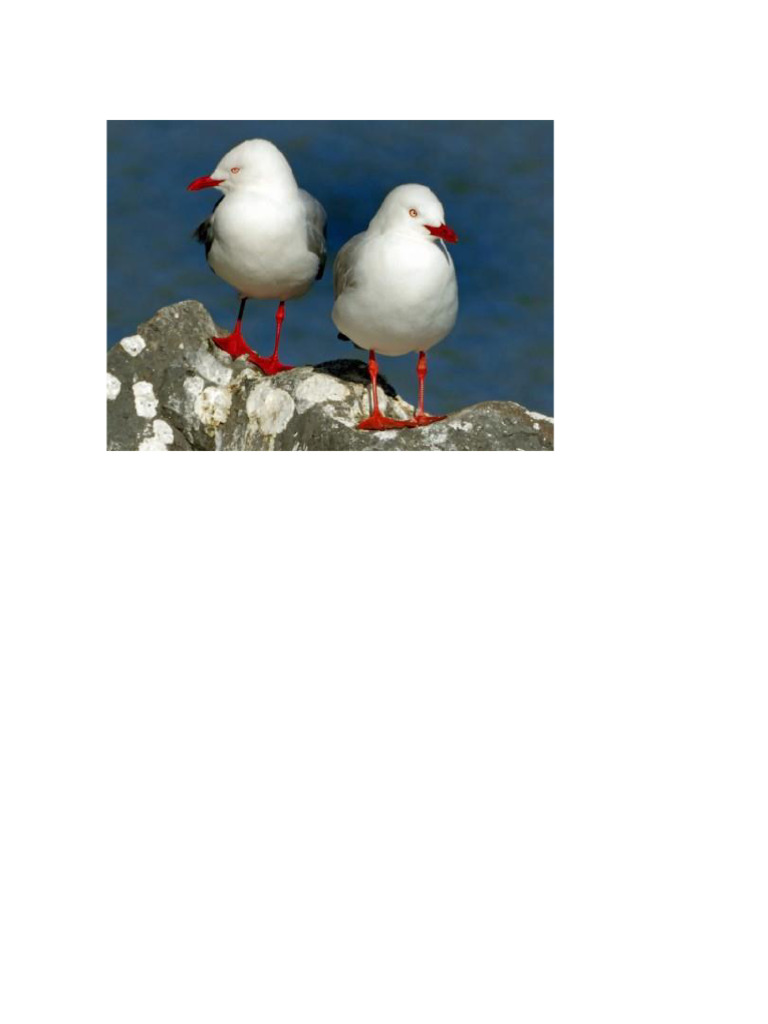 Cute | PDF
