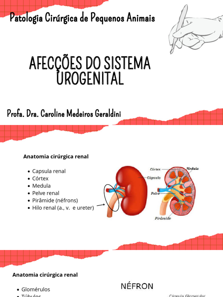 afecções do sistema urogenital | PDF | Rim | Aparelho geniturinário