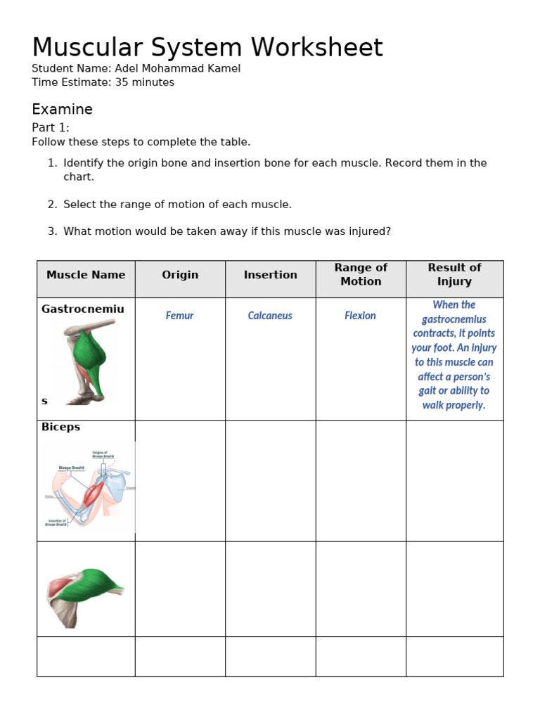 Muscular System Worksheet 1 | PDF | Muscle | Skeletal Muscle