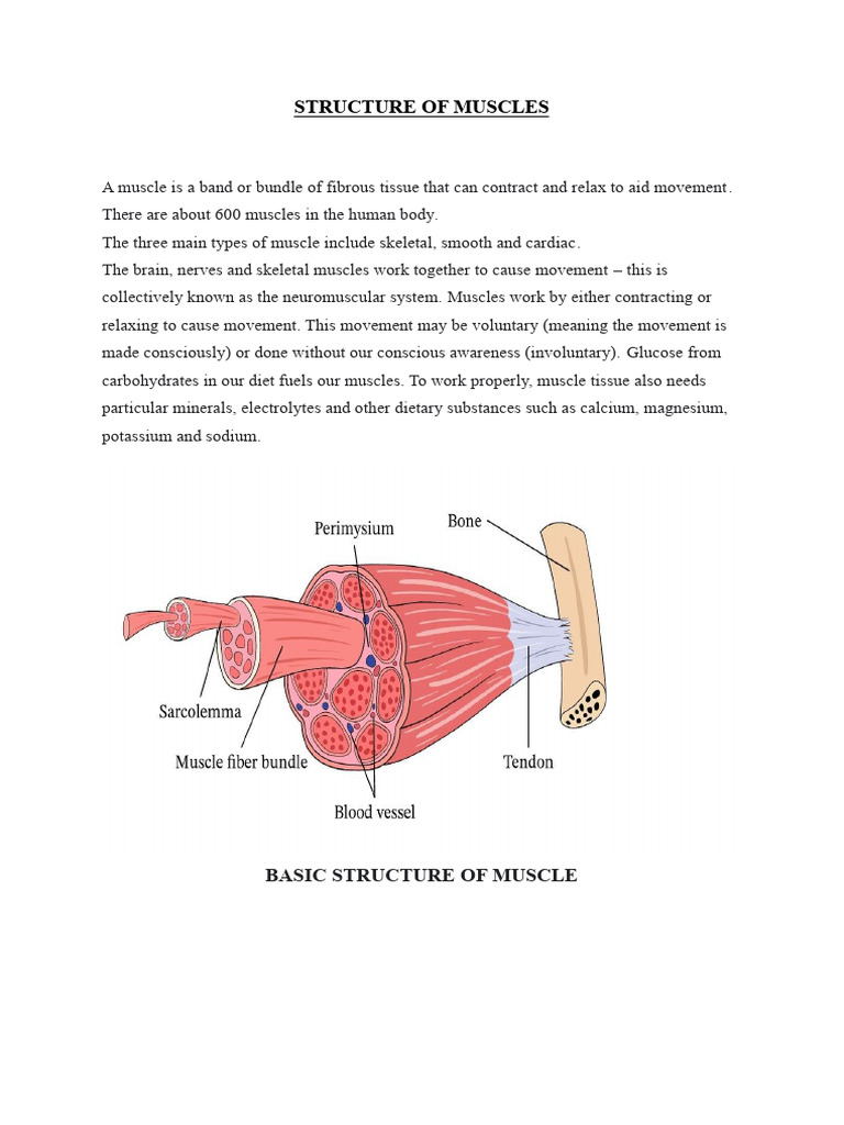 Structure of Muscles | PDF | Muscle | Skeletal Muscle