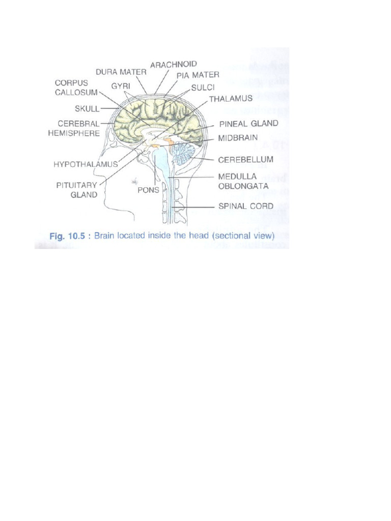 Bio Class 10 CH 13 | PDF