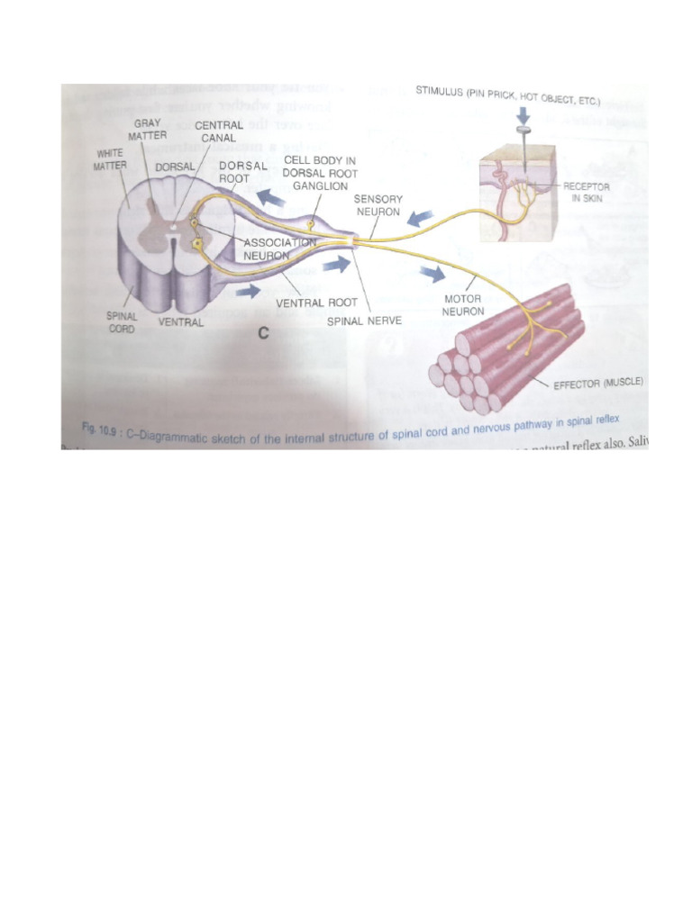 Bio Class 10 CH 15 | PDF
