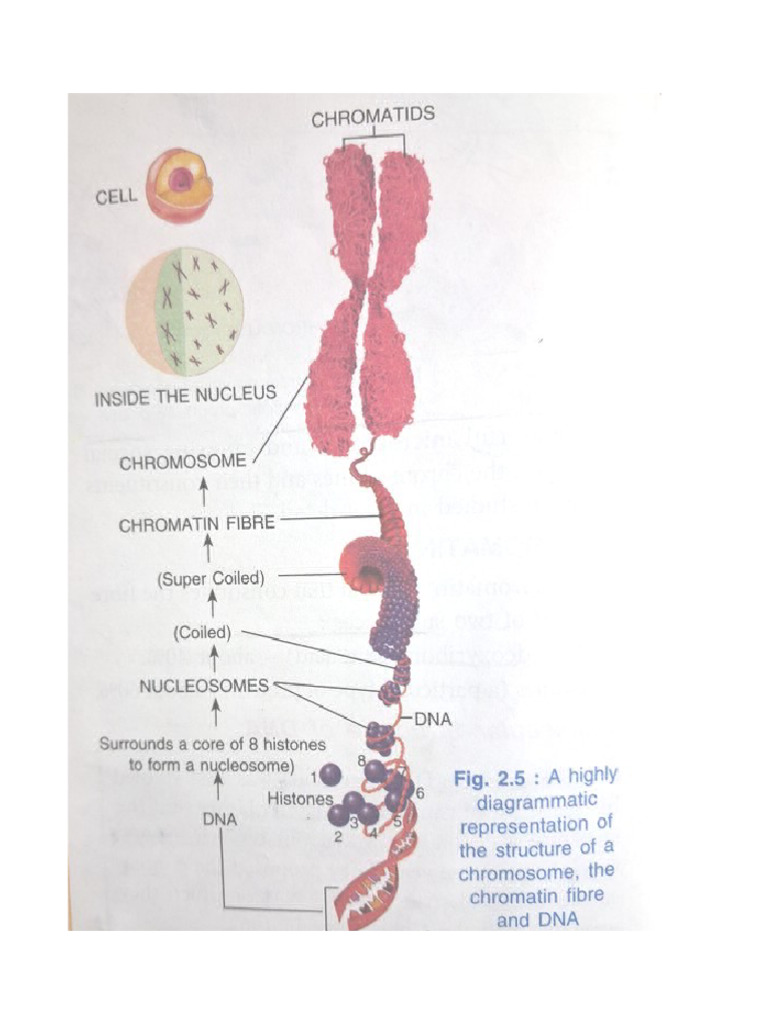 Bio Class 10 CH 18 | PDF