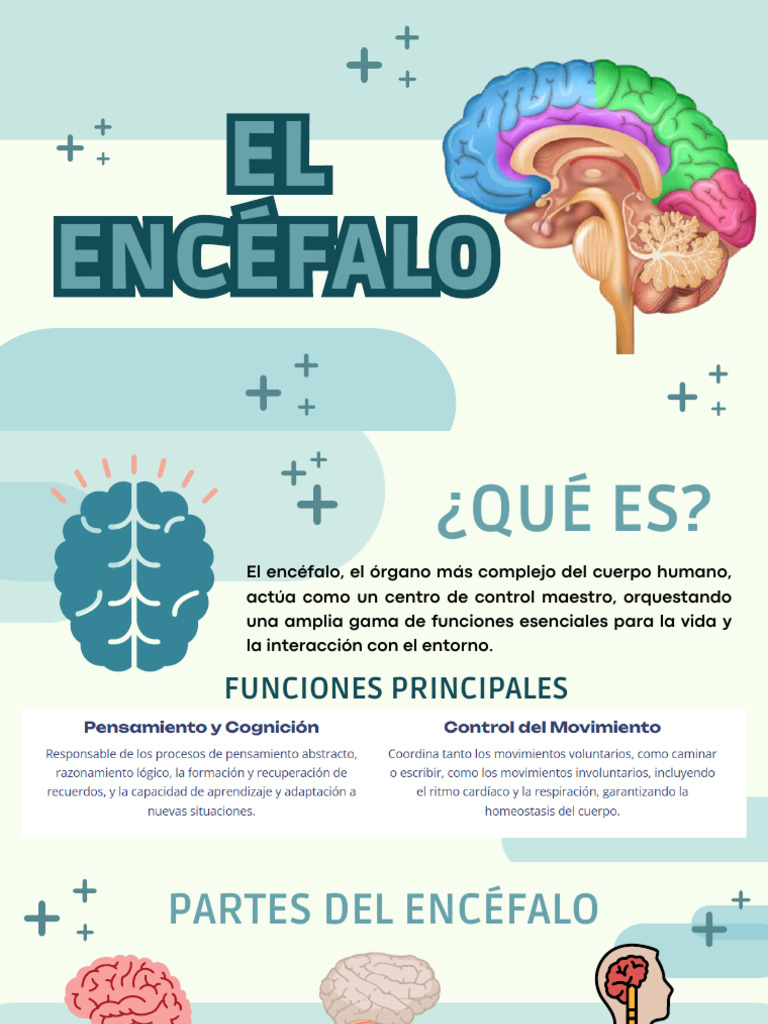ENCÉFALO | PDF | Cerebro | Hemisferio cerebral