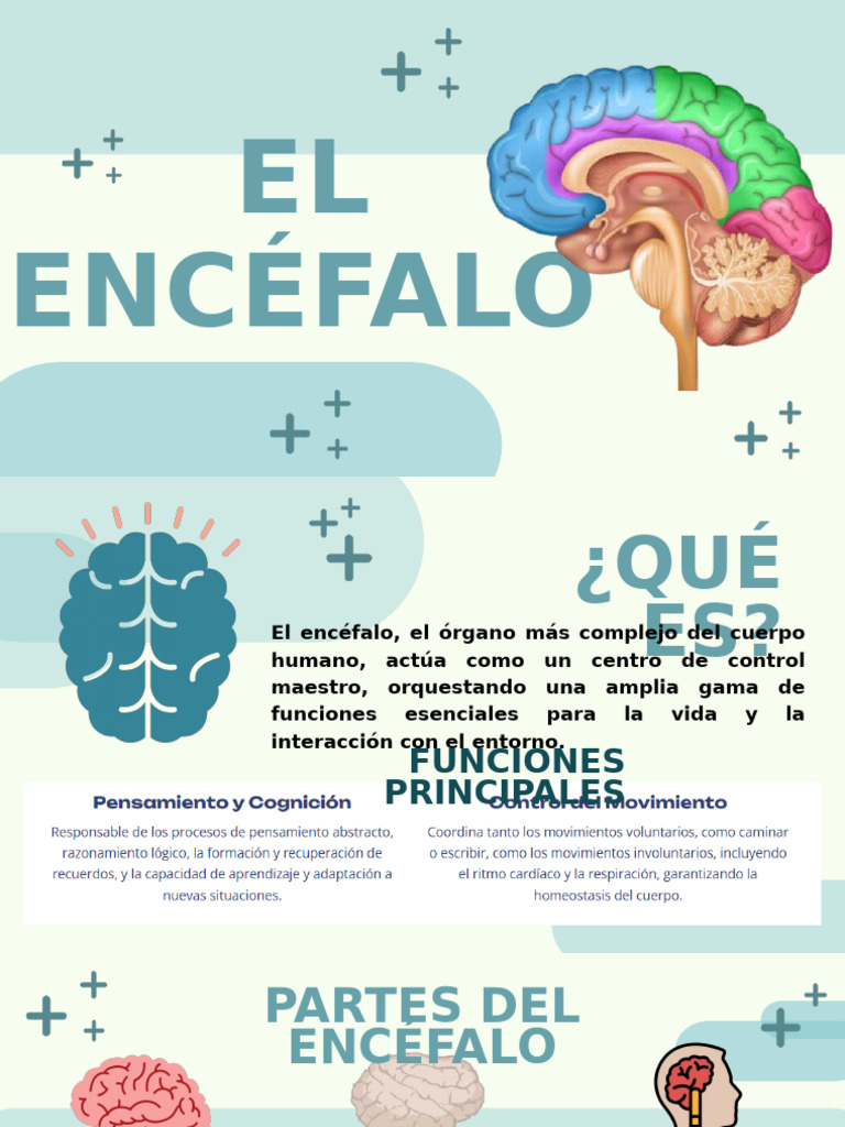 ENCÉFALO | PDF | Cerebro | Hemisferio cerebral
