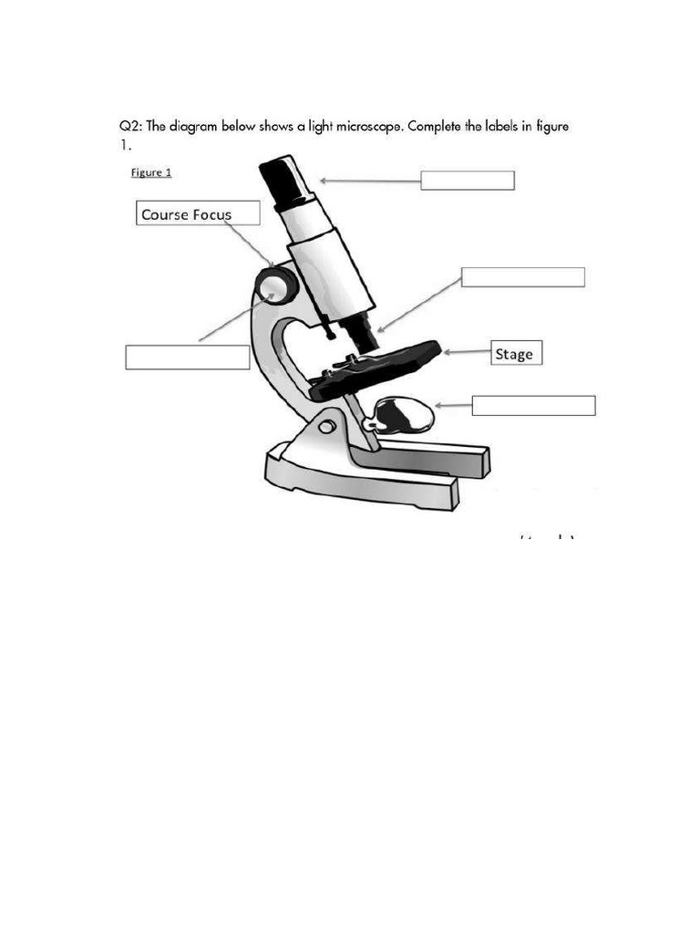 GCSE Biology Microscopes | PDF