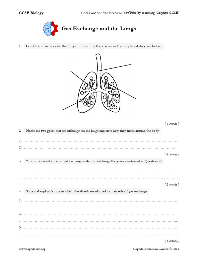 GCSE Biology Gas Exchange and The Lungs | PDF