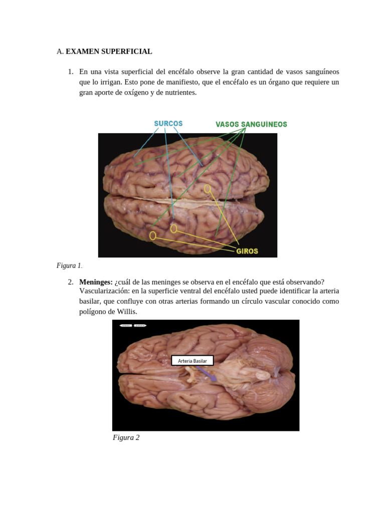 Anatomía del Encéfalo y sus Estructuras | PDF | Cerebro | Anatomía de ...