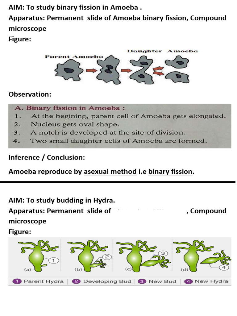 SSC Practical Exam Expt Answers-1 | PDF | Reproductive System ...