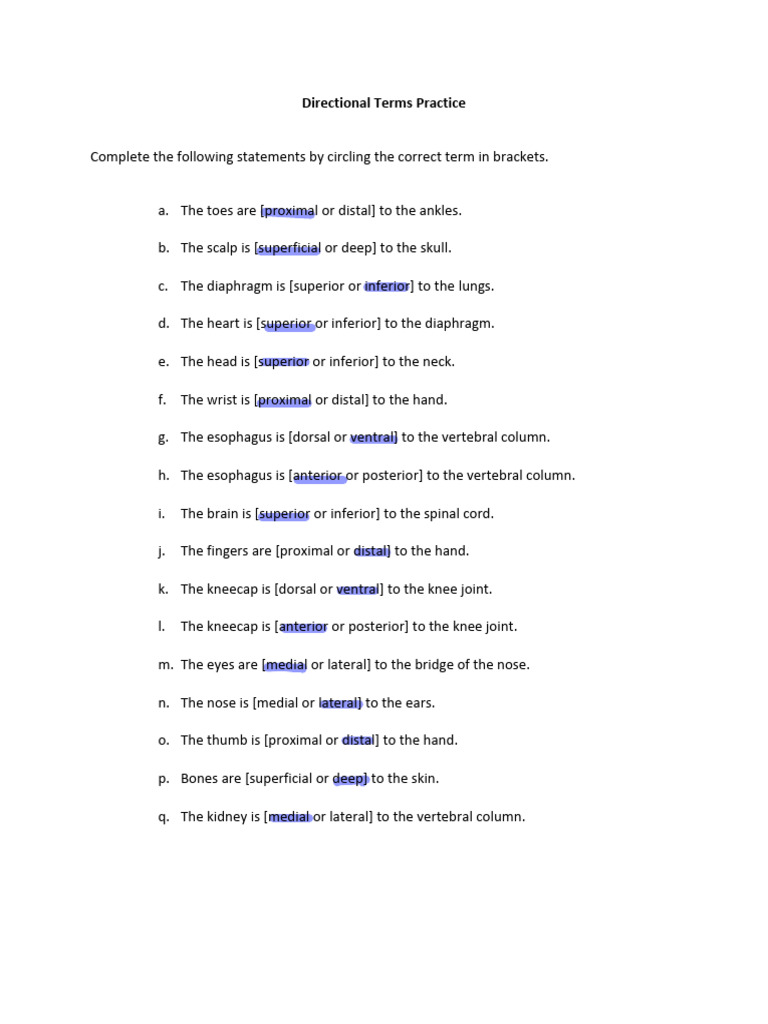 Directional Terms Practice Worksheet | PDF
