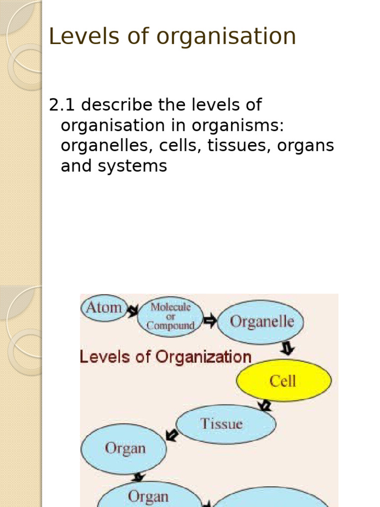 The-Cell 2 | PDF | Cell (Biology) | Organelle