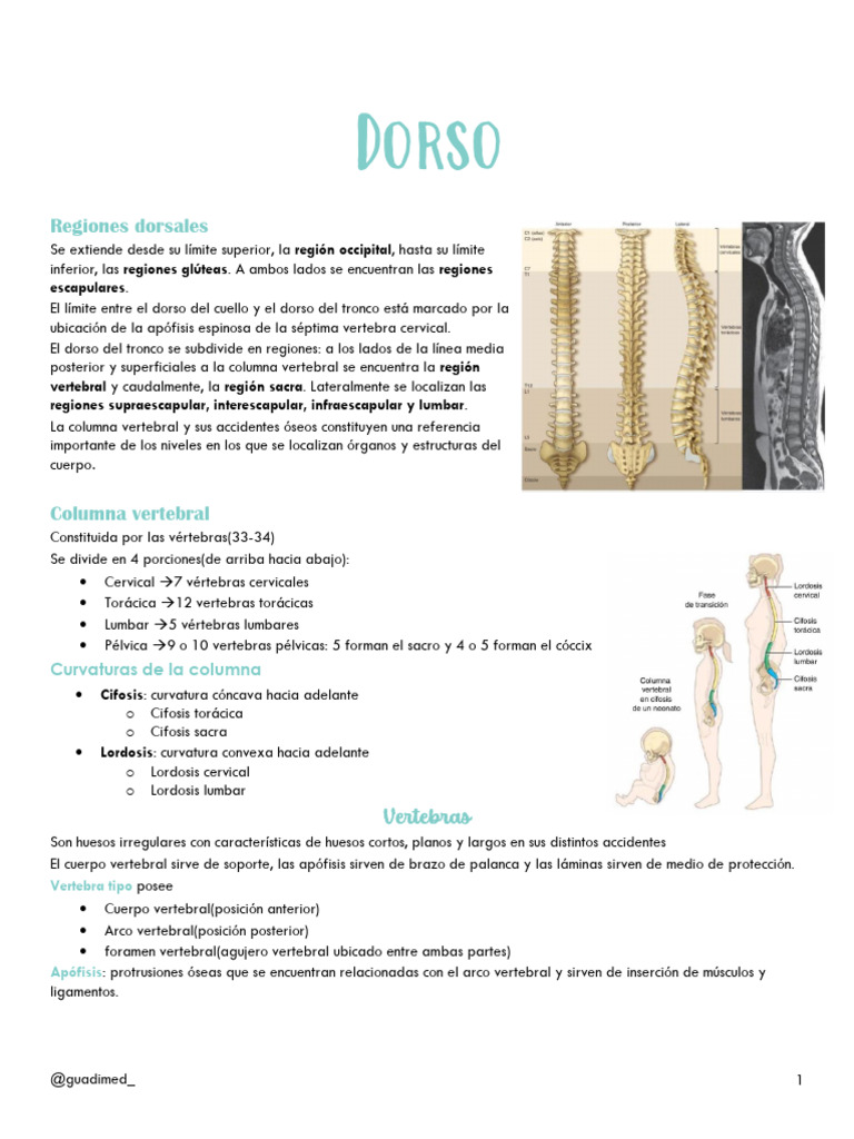 TP 1 Dorso | PDF | La columna vertebral | Vértebra