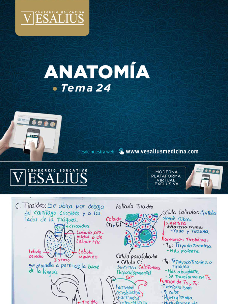 Vesalius Anatomia Pizarra Tema 24-Comprimido | PDF