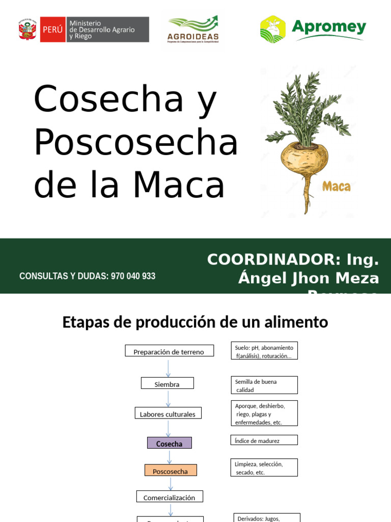Cosecha Poscosecha Maca | PDF | Cosecha | Alimentos