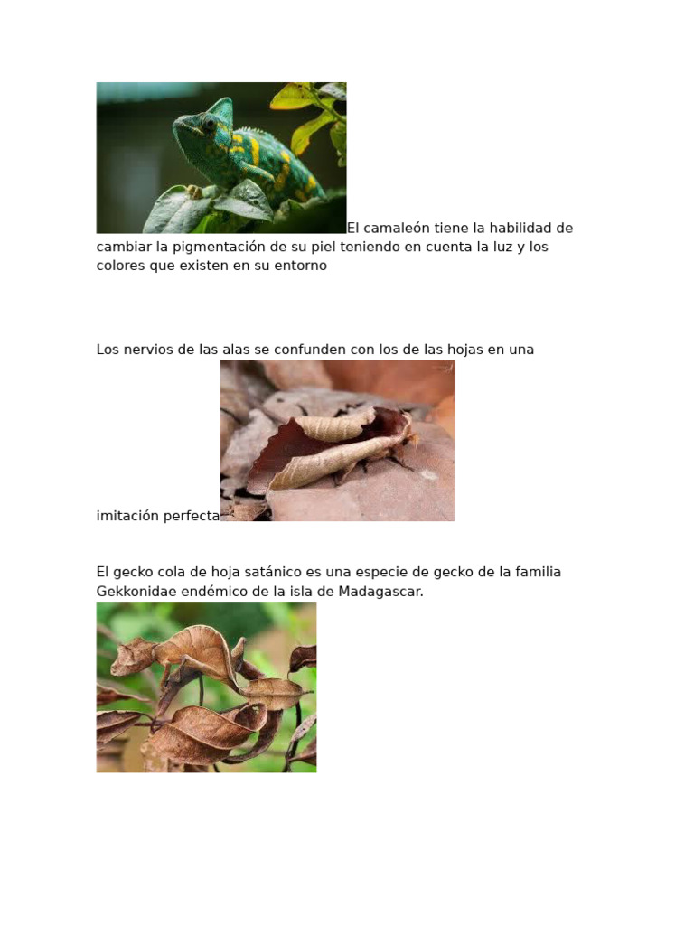 El Camaleón | PDF