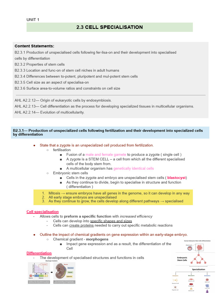 Understanding Cell Specialization | PDF | Cell Potency | Cell (Biology)