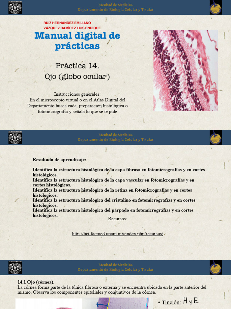 Práctica 14 OJO | PDF | Epitelio | Ojo humano