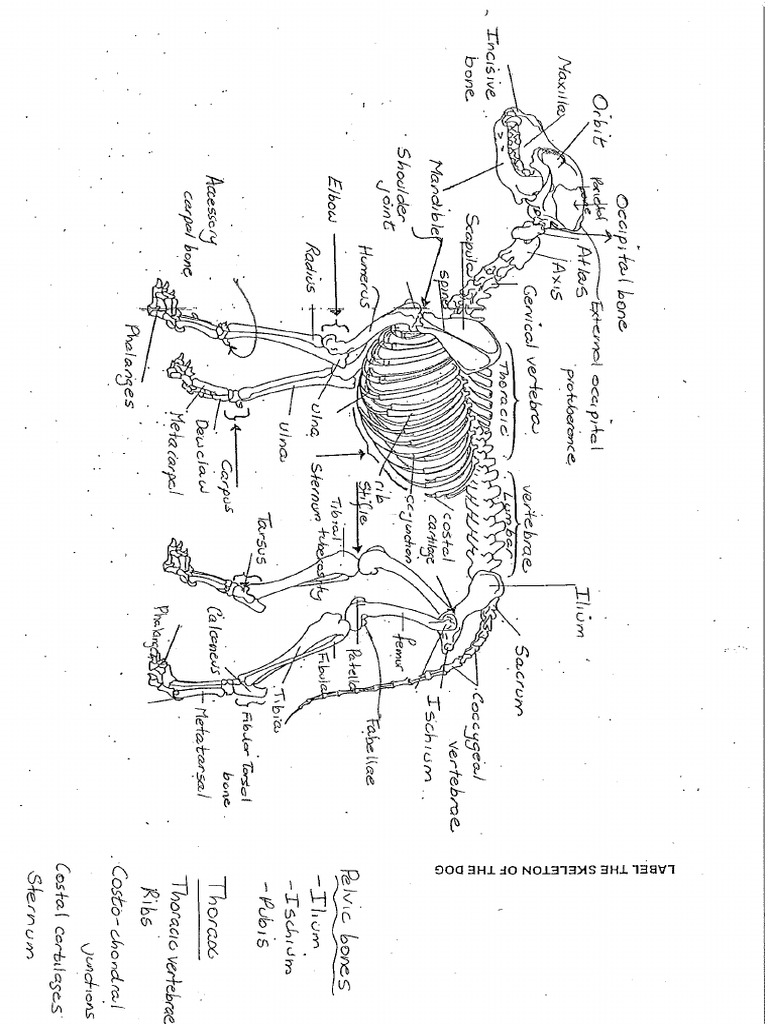 Labelled Dog Skeleton | PDF