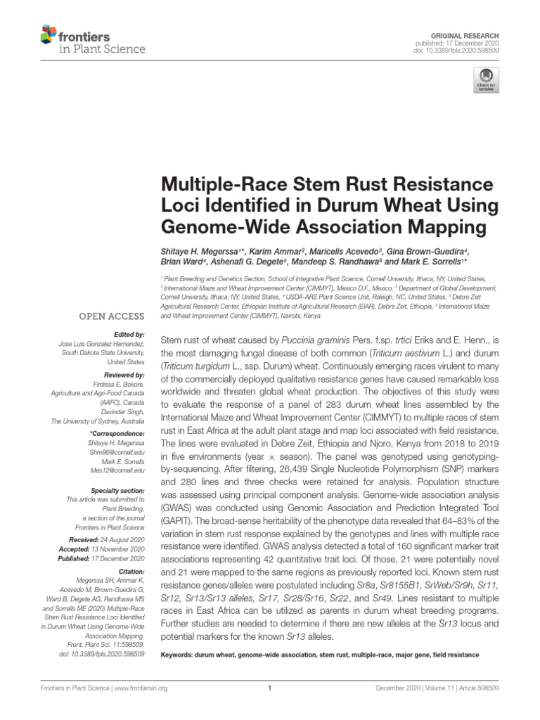 Multiple Race Stem Rust Resistance Loci | PDF | Biology | Genetics