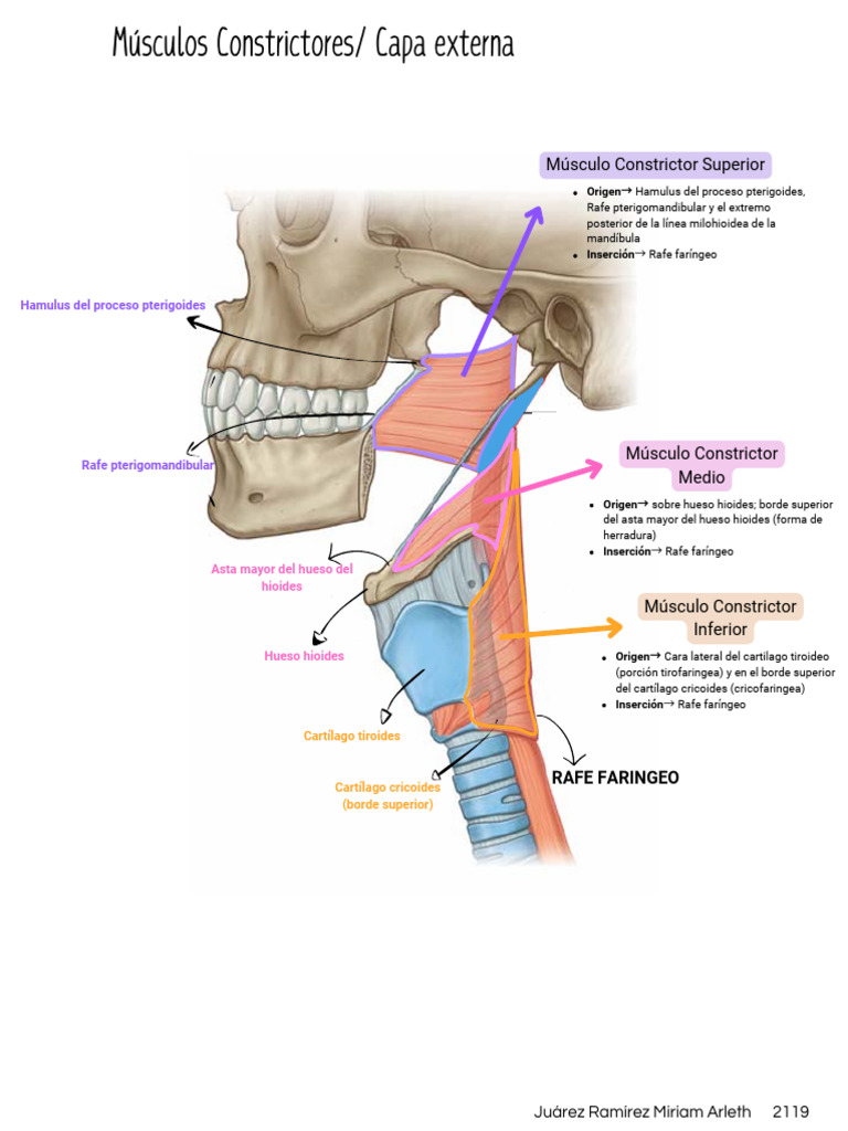 Musculos - Faringe | PDF | Cabeza y cuello humanos | Anatomía humana