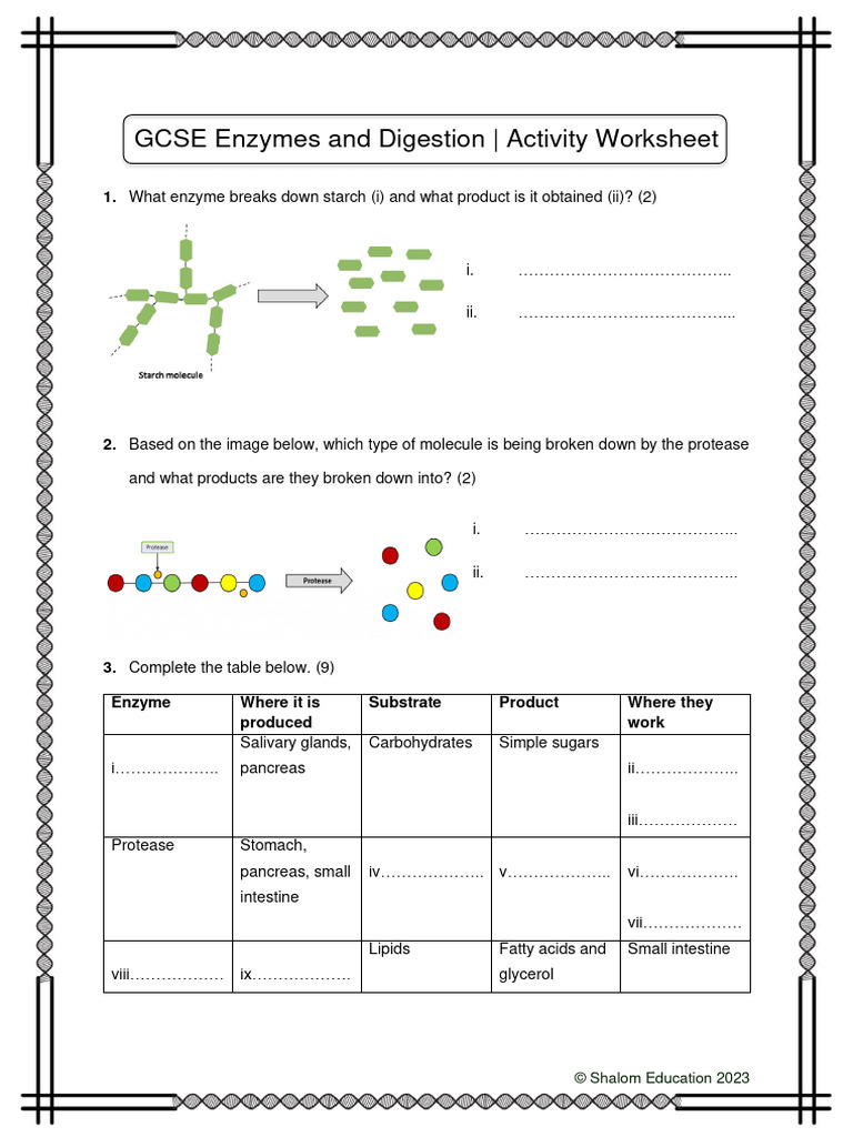 GCSE Biology Enzymes and Digestion Activity Worksheet | PDF