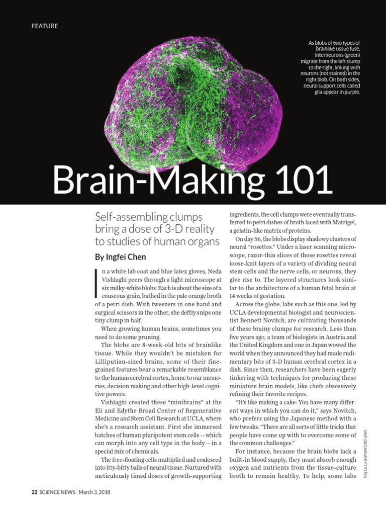 Brain 3D Model | PDF | Brain | Stem Cell