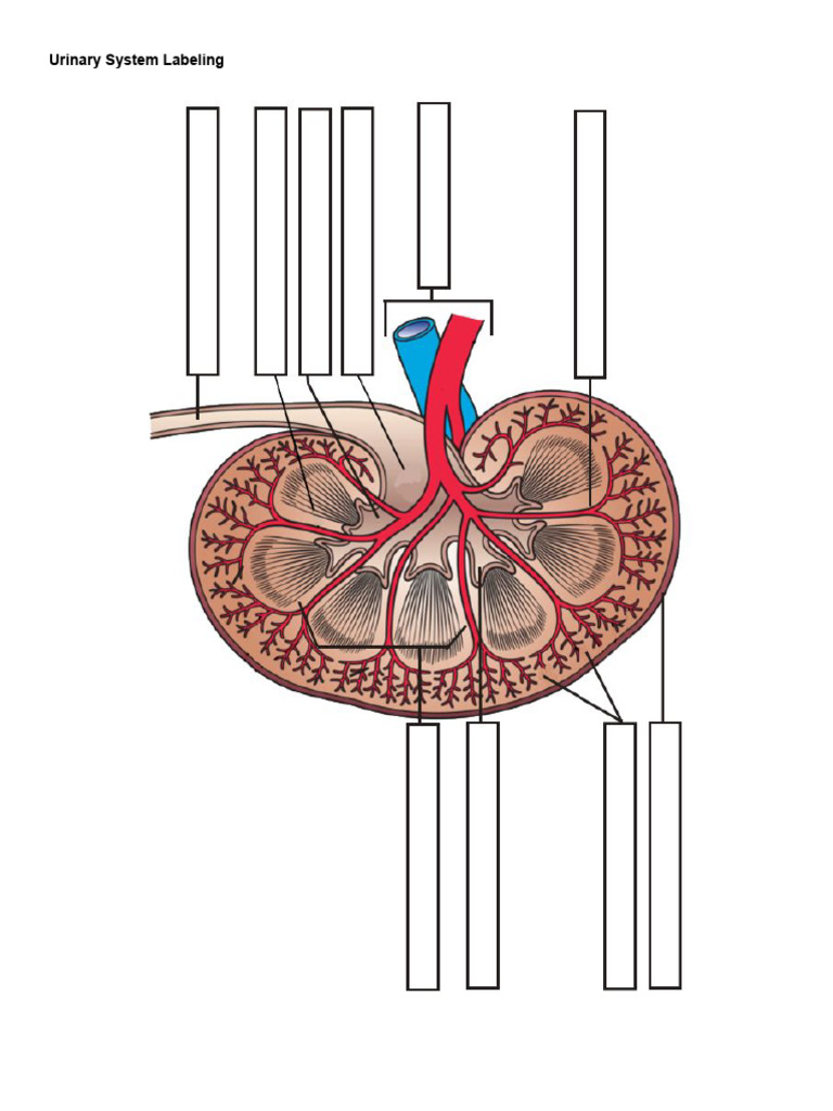 Urinary System Labeling | PDF