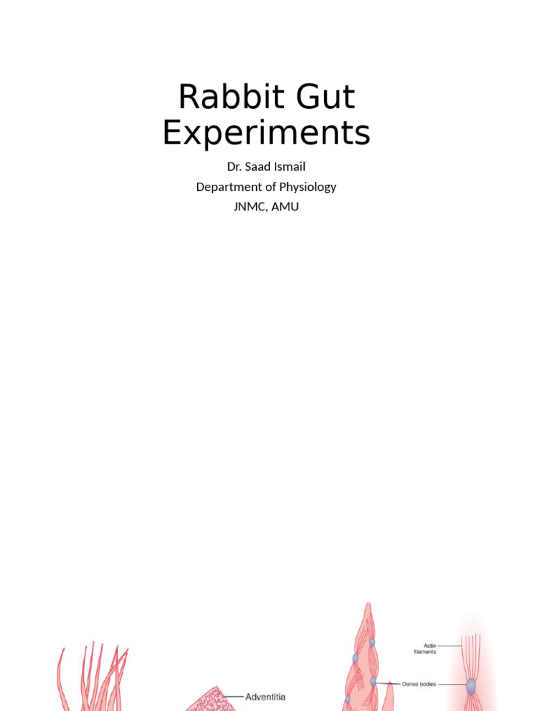 Rabbit Gut Experiments | PDF