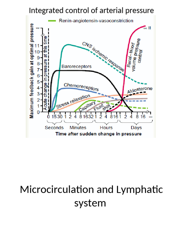 Microcirculation Ug | PDF | Capillary | Anatomy