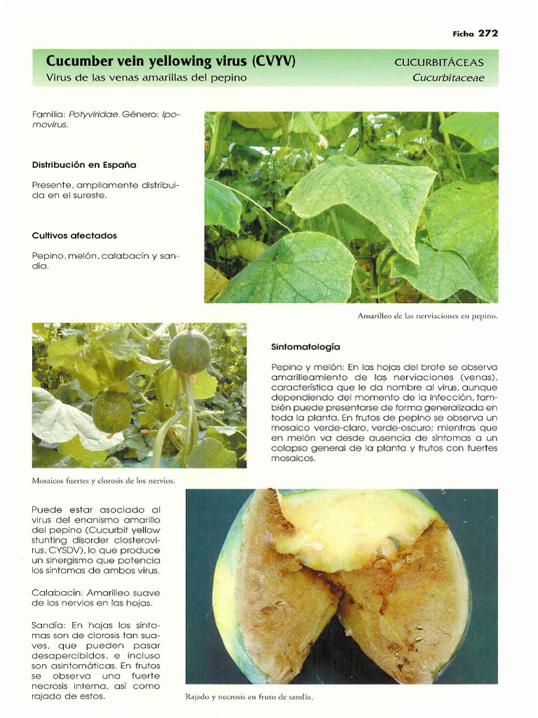 Cvyv Pepino | PDF