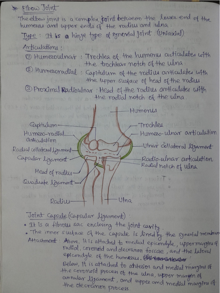 Elbow Joint Notes | PDF