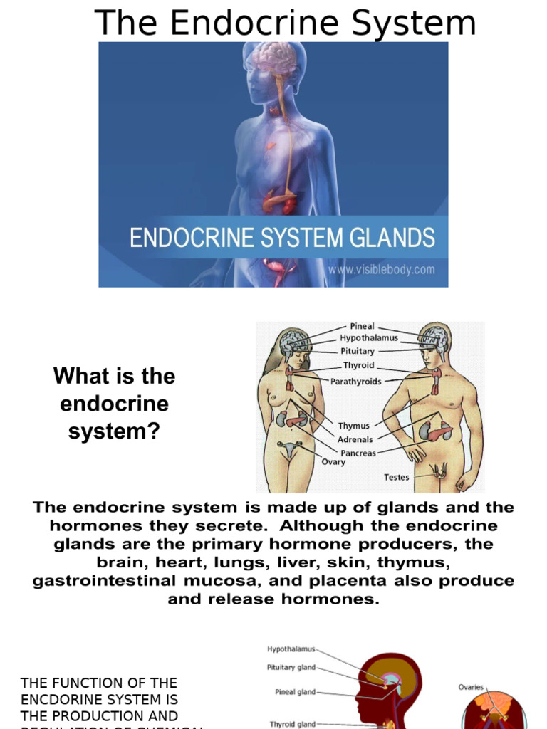 The Endocrine System Lecture | PDF | Adrenal Gland | Endocrine System