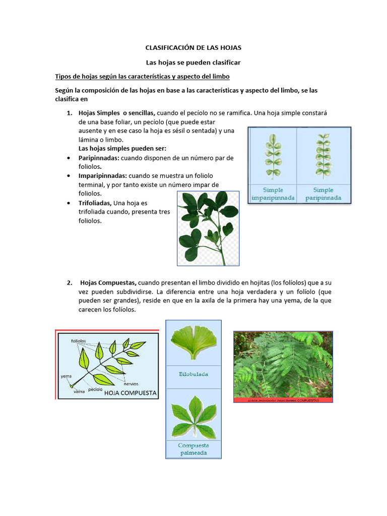 Tipos de Hojas | PDF
