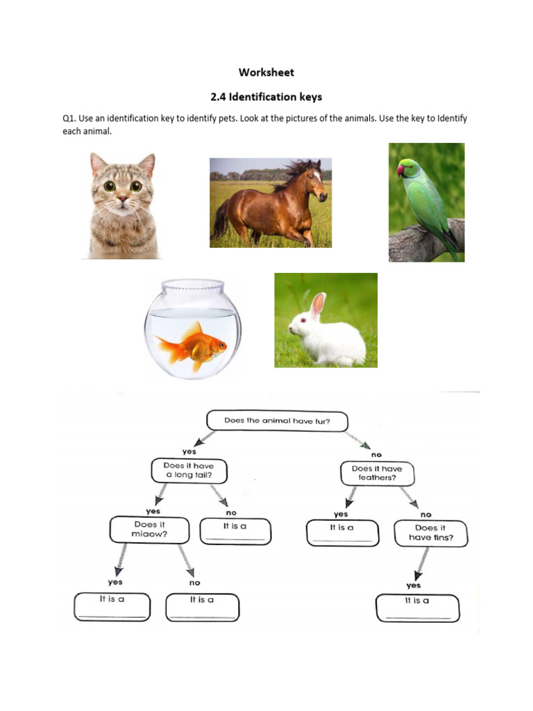 Animal Identification Key Worksheet | PDF