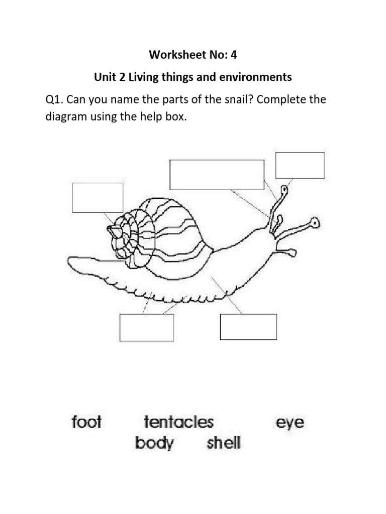 Snail | PDF