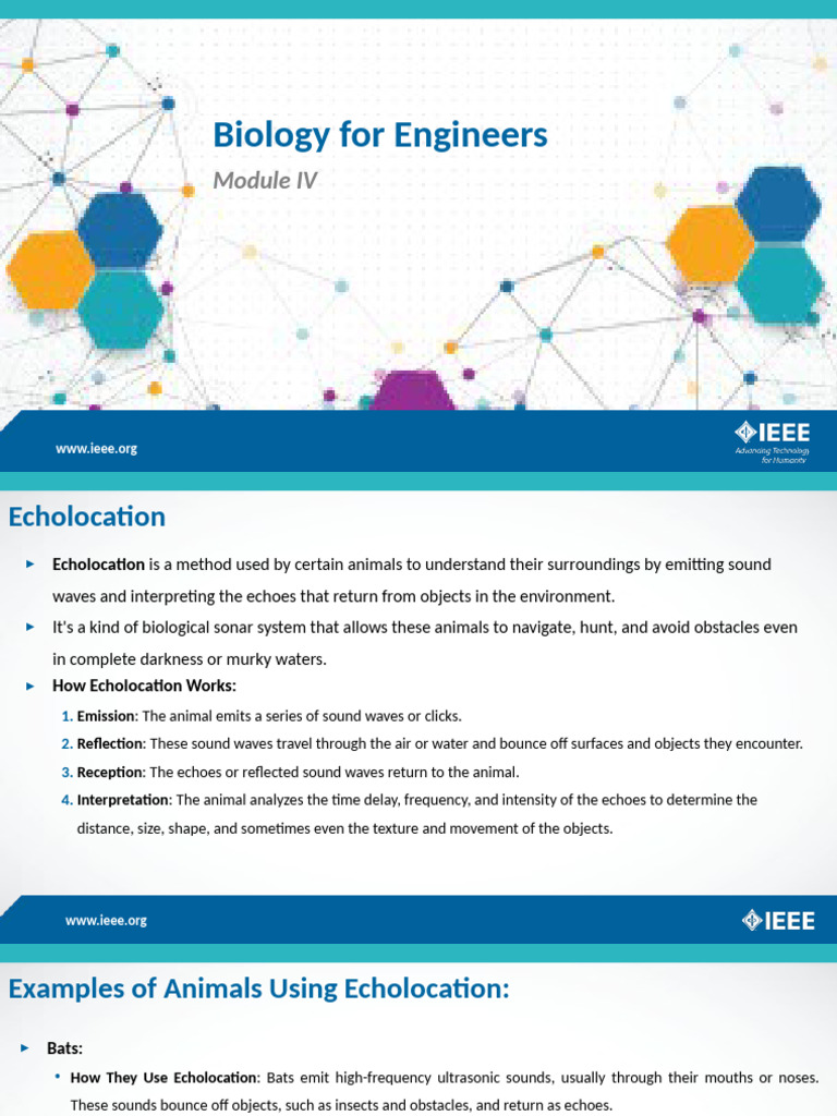 Echolocation Module 4 | PDF | Medical Ultrasound | Sonar