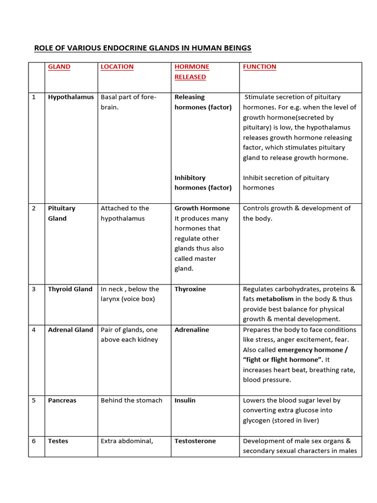 Endocrine Glands and Their Functions | PDF | Hormone | Endocrine System
