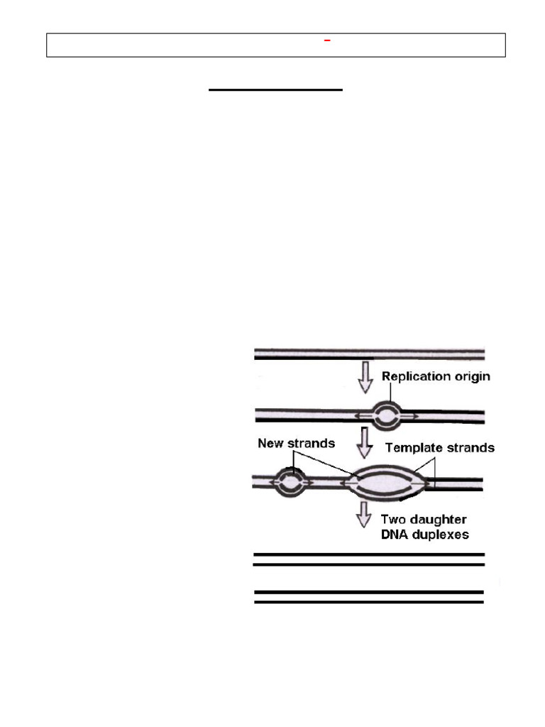 DNA replication Final | PDF | Dna Replication | Dna